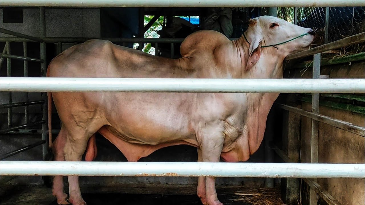 All Biggest Bull Are Here | Biggest Nukra Bull & Brahman Bull For Eid ...