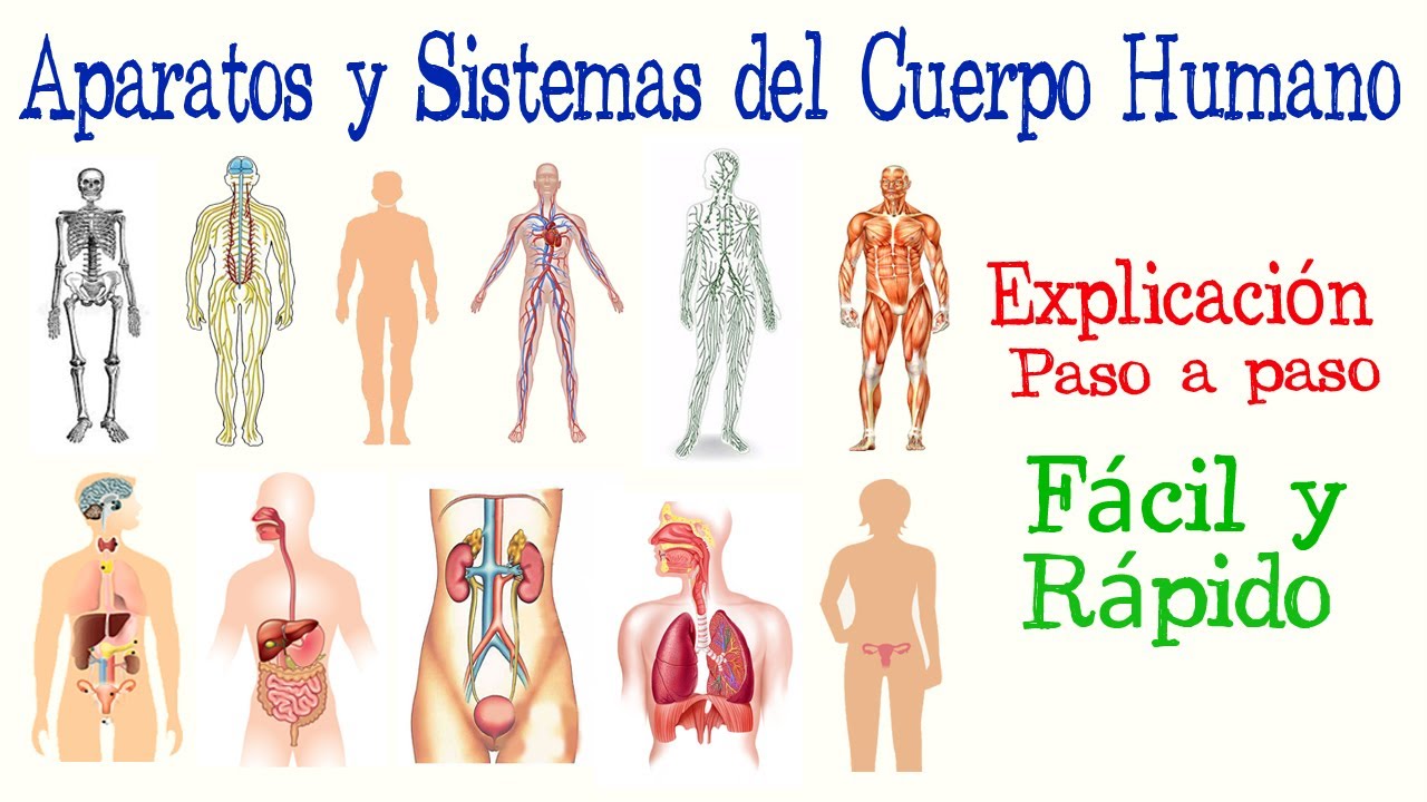 Aparatos Y Sistemas Del Cuerpo Humano F cil Y R pido BIOLOG A