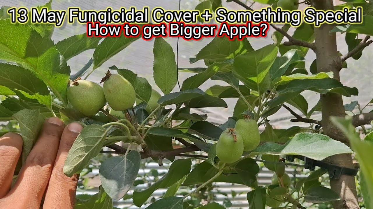 Walnut Stage Spray + How to get bigger Apples? || Magray Orchards - YouTube