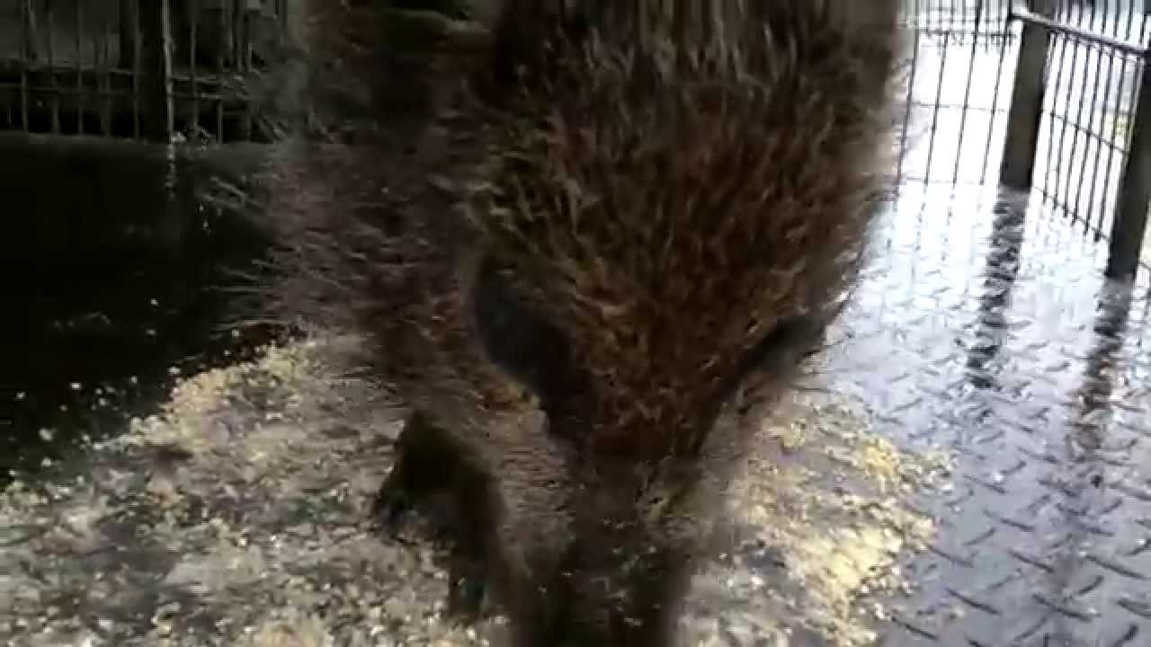 Okinawan Wild Pig - YouTube