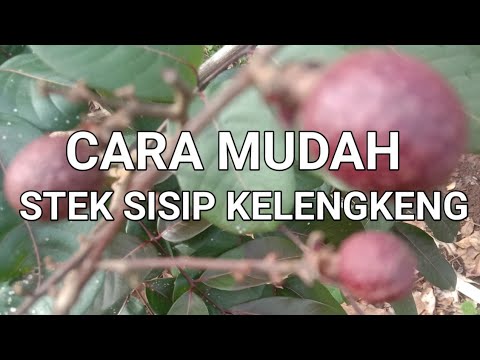 CARA MUDAH STEK SISIP KELENGKENG‼️ Kelengkeng merah dan Newcristal ...