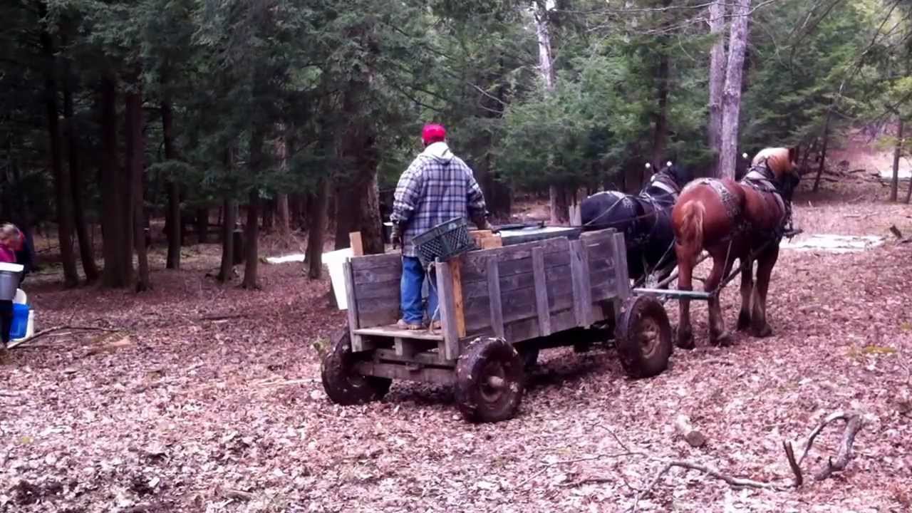 Gathering sap with horses in vermont - YouTube