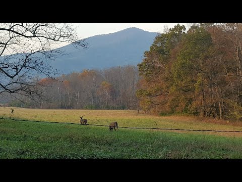 TENNESSEE VELVET whitetail buck season ended up with a THERMAL drone in ...