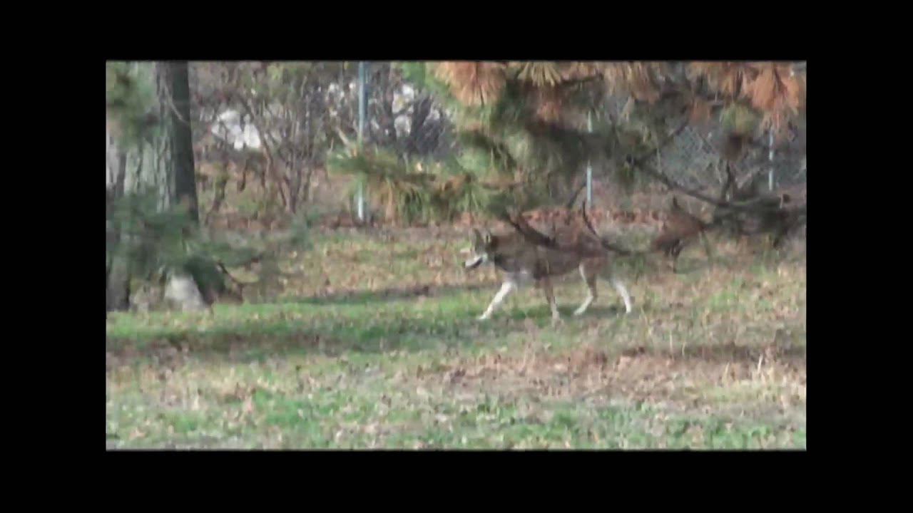 Wolf Attacks Squirrel - YouTube