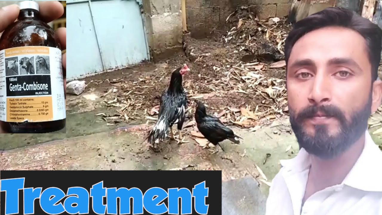 Birds Treatment At Home | New Baby Chicks - YouTube