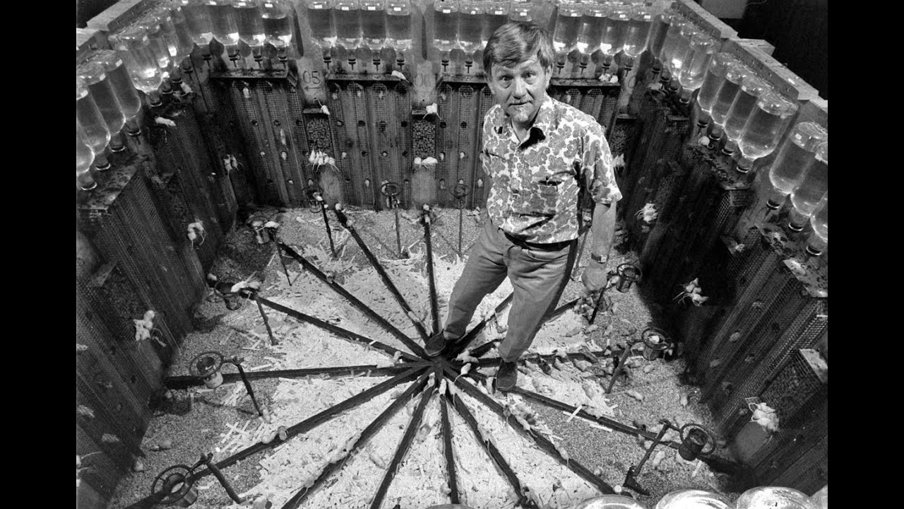 Universe 25: The Terrifying Mouse Experiment that Predicted Societal ...