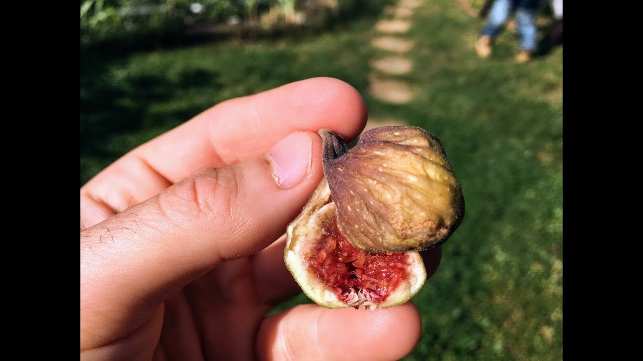In Ground Fig Trees Still Going Strong - YouTube