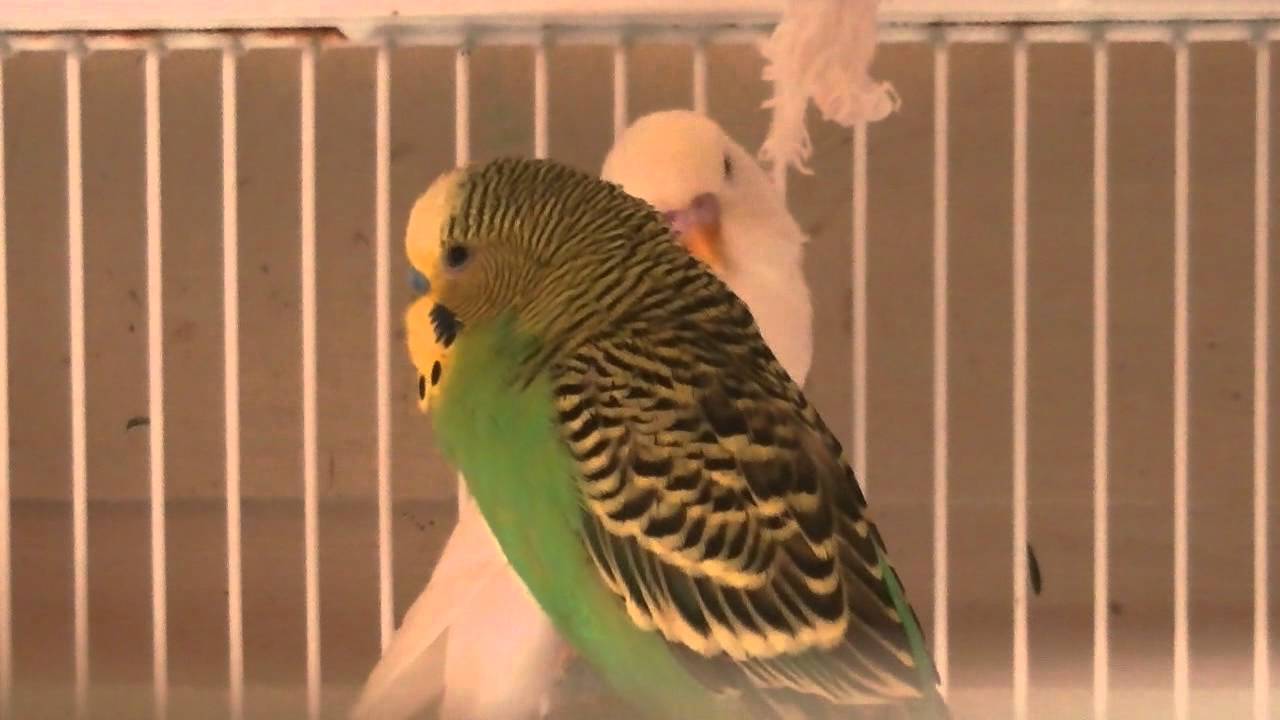 Normal Light Green Budgie/Parakeet - YouTube