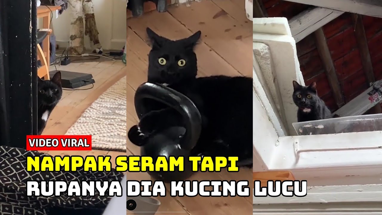 VIDEO KUCING HITAM SUKA BUAT MUKA SERAM TAPI SEBENARNYA KUCING LUCU ...