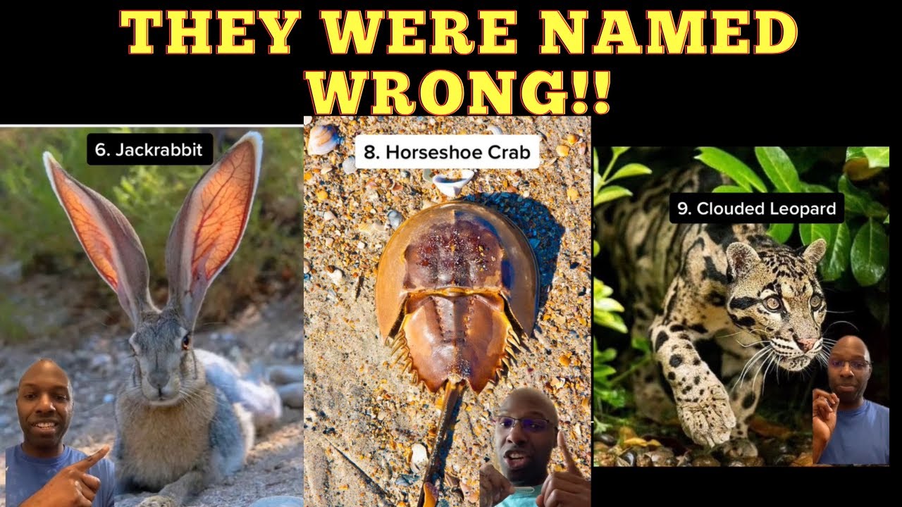 TOP 10 ANIMALS with MISLEADING NAMES (COMPILATION VIDEO) - YouTube