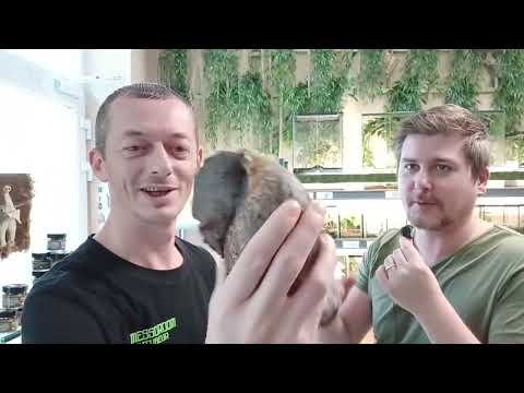 Escargot géant d'Afrique Archachatina marginata ovum avec ebugz