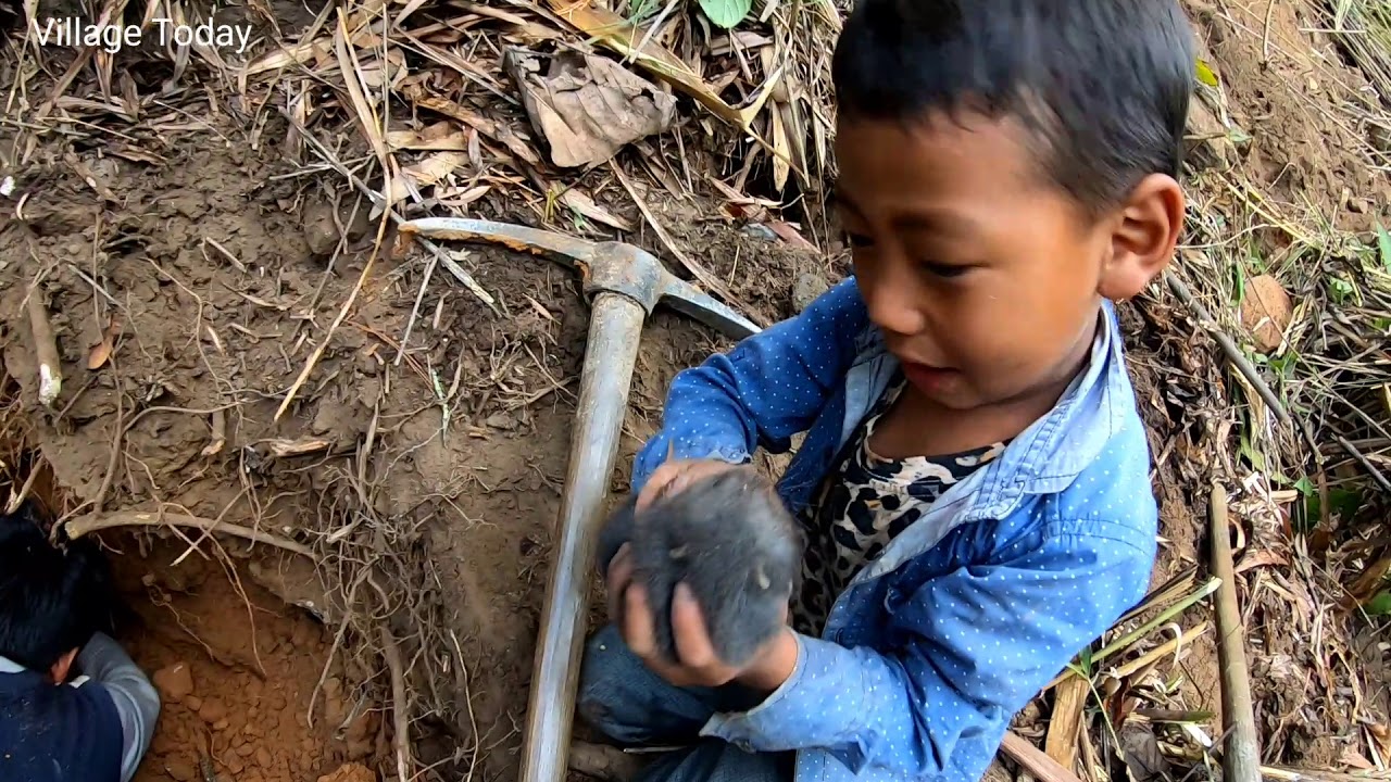 Hunting mule in the jungle for rearing - YouTube