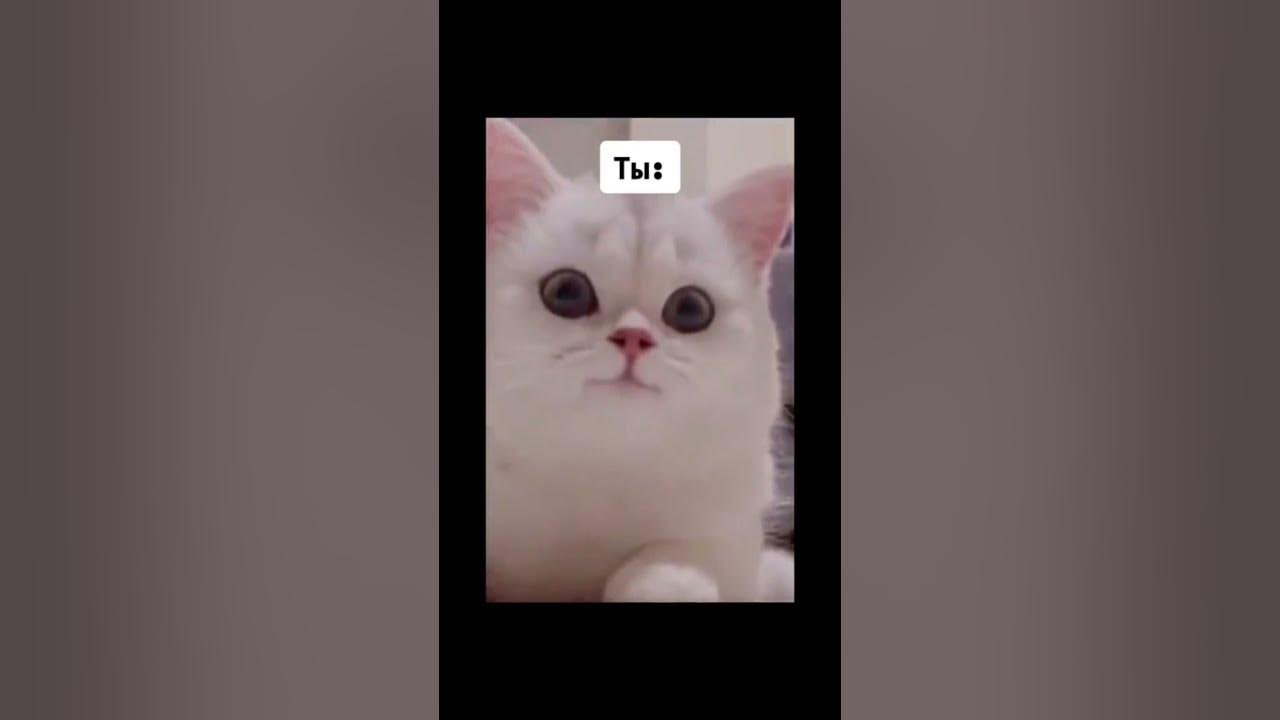 Сисички 😂 - YouTube