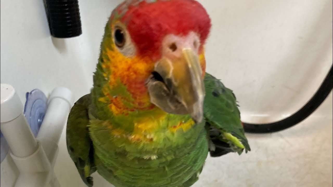 Rocky the Elderly Parrot Gets Pampered - YouTube