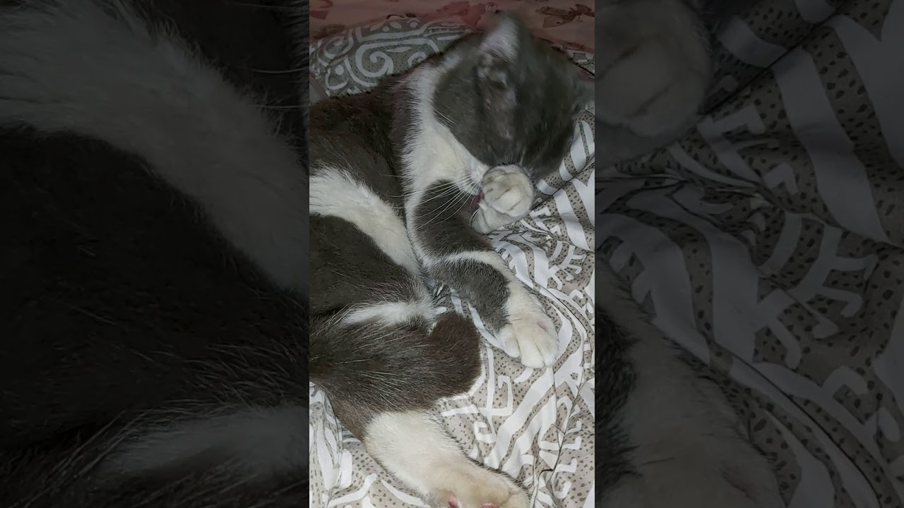 Mr. Gray the cat rescued from the streets - YouTube