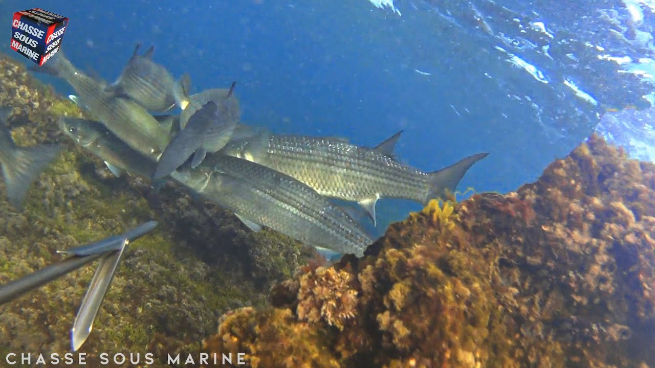 CHASSE SOUS MARINE Apnée Poulpe poisson Méditerranée - Peche sous ...