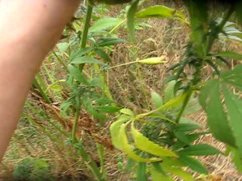 Red De Plant - Wild weed cannabis in the Netherlands - Wiet in het wild ...