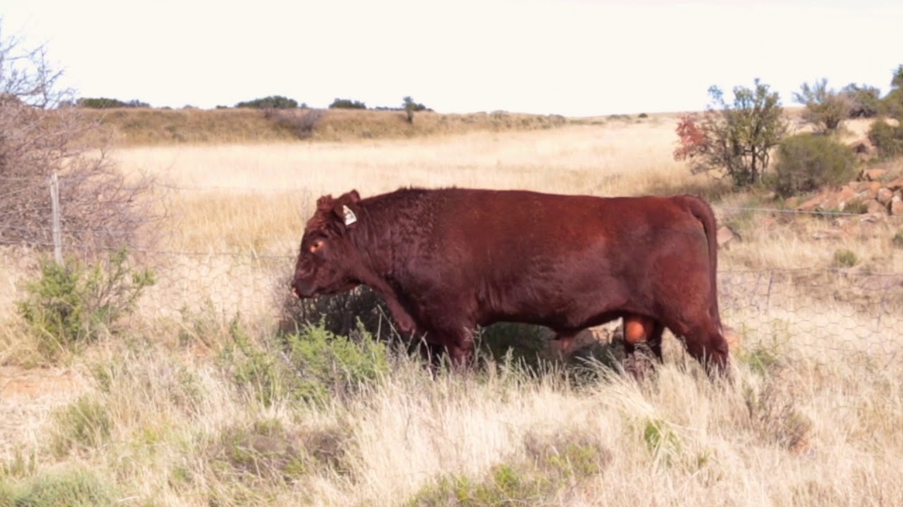 BKB | Transgariep Angus & Afrigus | Lot 14 SGL 17 0009 - YouTube
