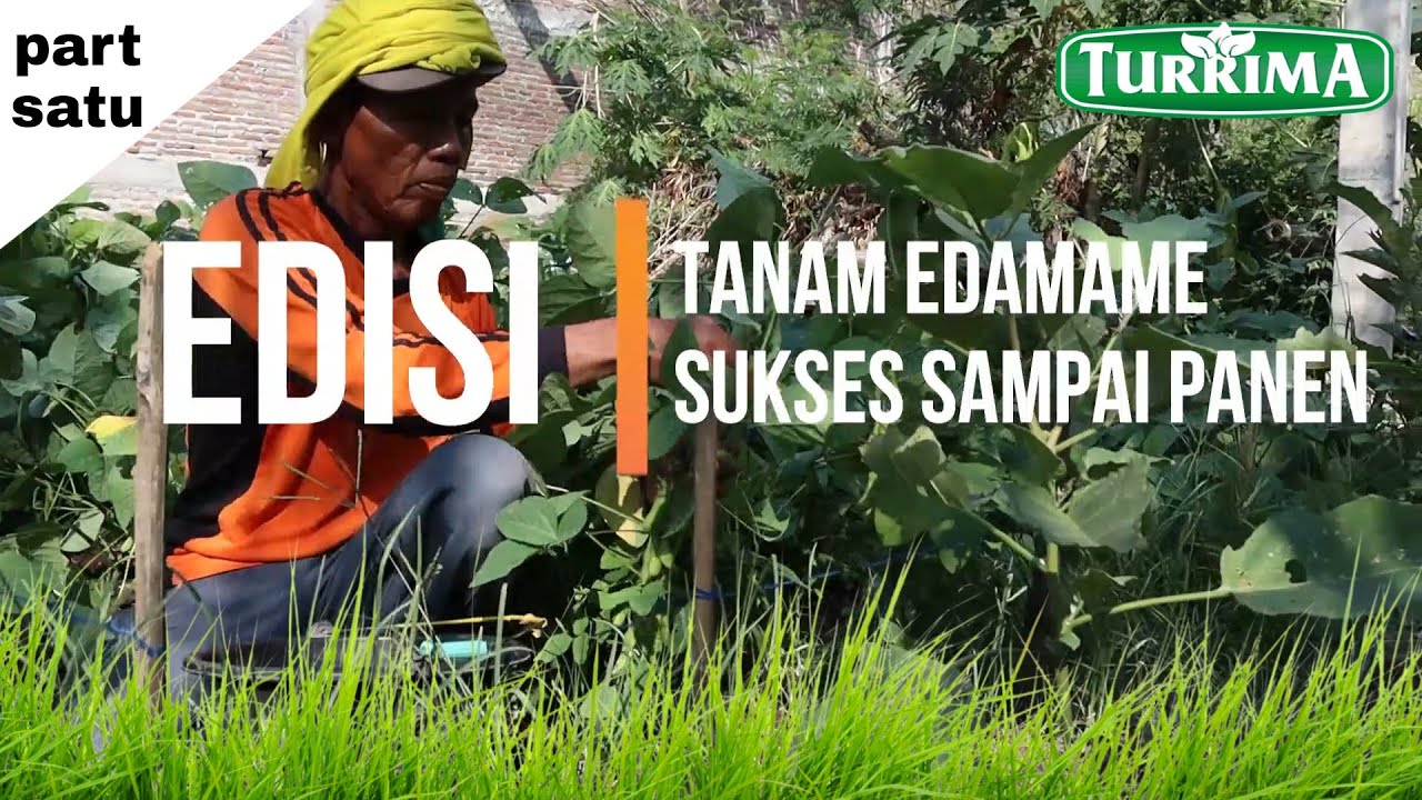 part 1 ! edisi pembuatan lahan untuk edamame - YouTube