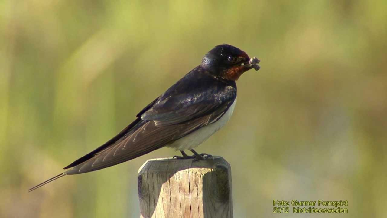 LADUSVALA Barn Swallov (Hirundo rustica) Klipp - 689 - YouTube
