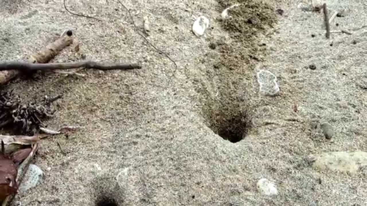 Sand crab digging hole Portobelo Beach - YouTube