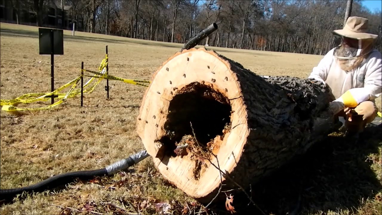 Tree Removal - From Cut Tree on Golf Course - YouTube