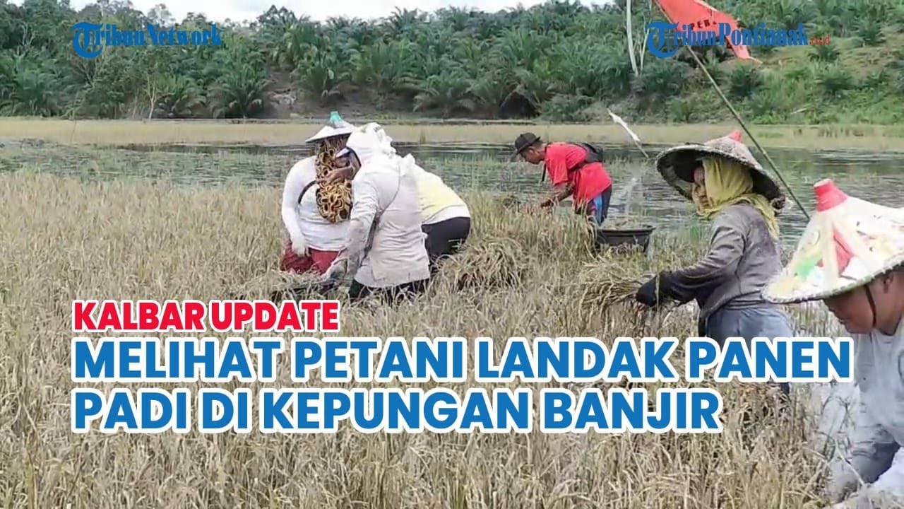 Melihat Petani Landak Panen Padi di Kepungan Banjir - YouTube