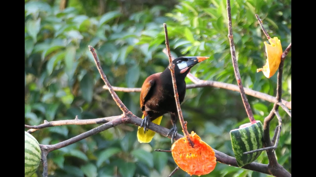 Montezuma Oropendola | Birds of Costa Rica | Rare Birds singing #birds ...