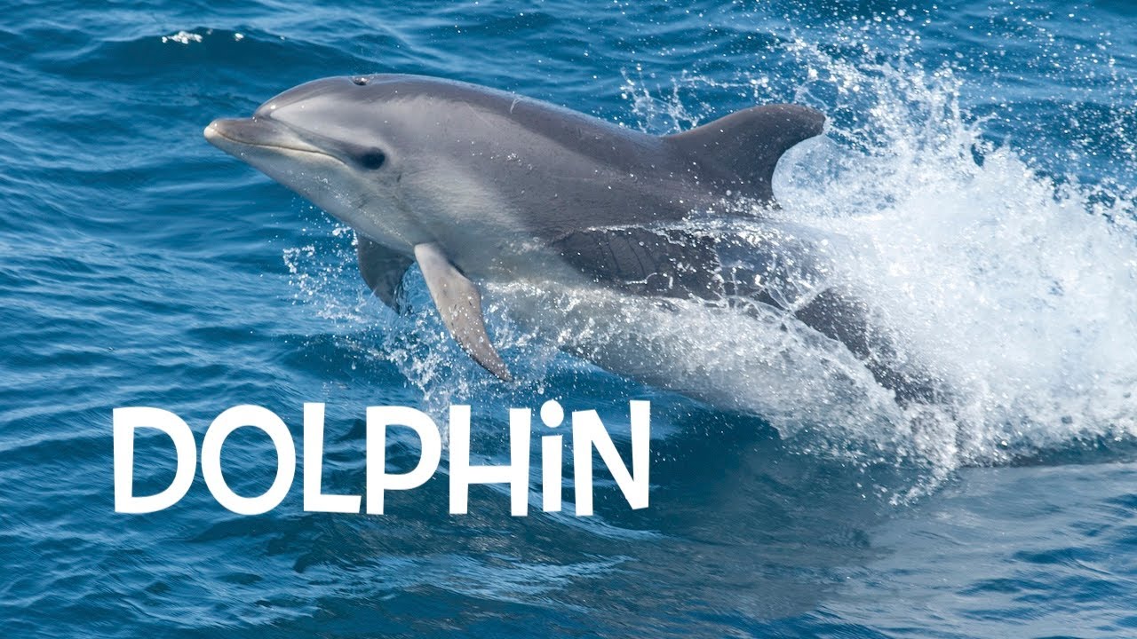 "Dolphin" performed by dhruva' and Han Xiong - YouTube
