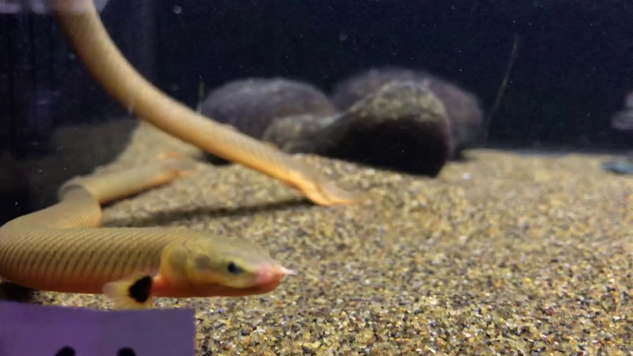 Reed Fish, these are so popular we normally don’t get chance to take a ...