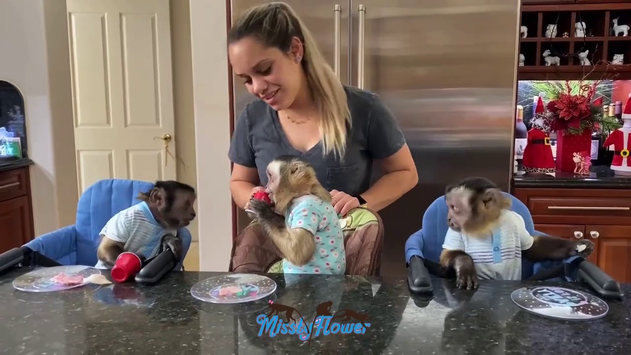 Monkeys eat sandwich 🥪 See monkey Russel with a tantrum - YouTube