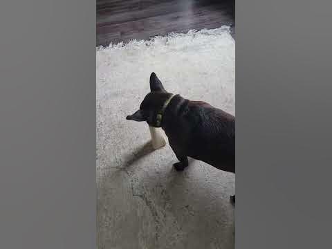 my dog when the boney is too big - YouTube