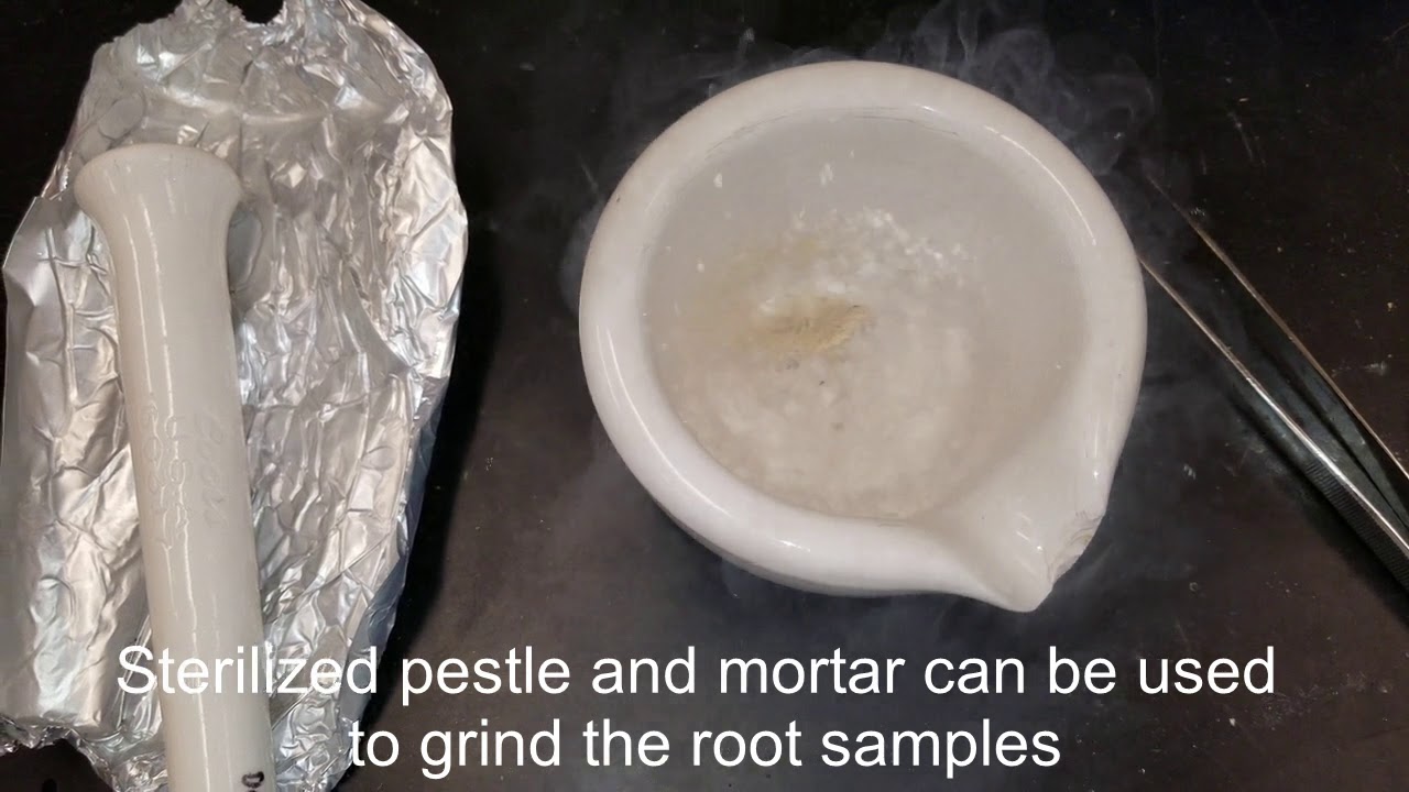 Root sample collection and RNA extraction - YouTube