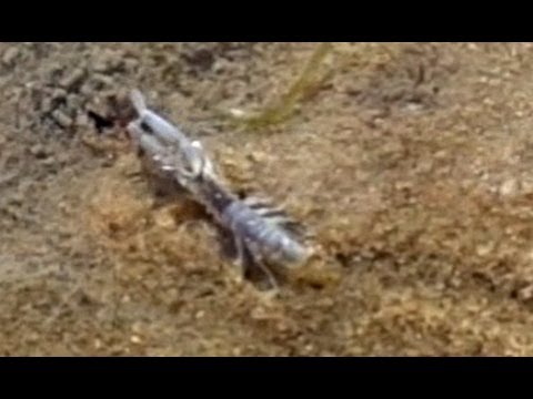 Fascinating living things in the Wadden Sea: Corophium volutator ...