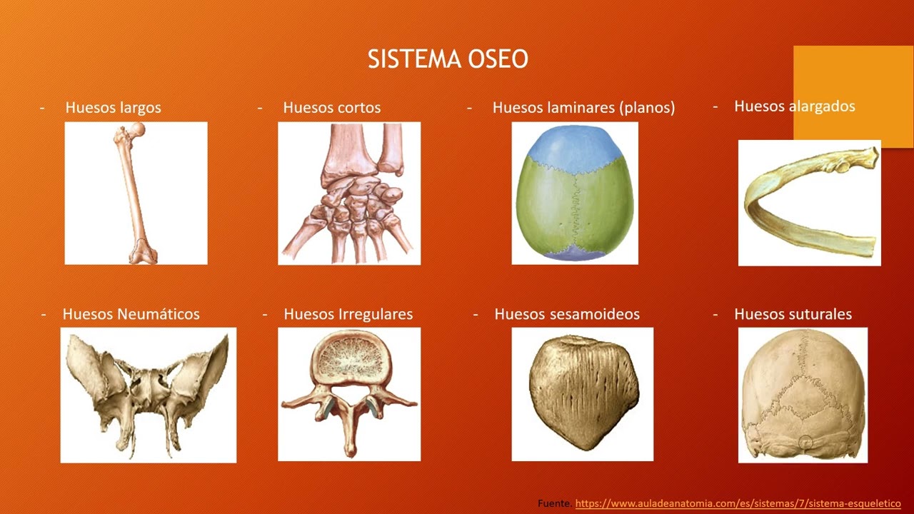 Presentación Fase II Locomoción humana - YouTube