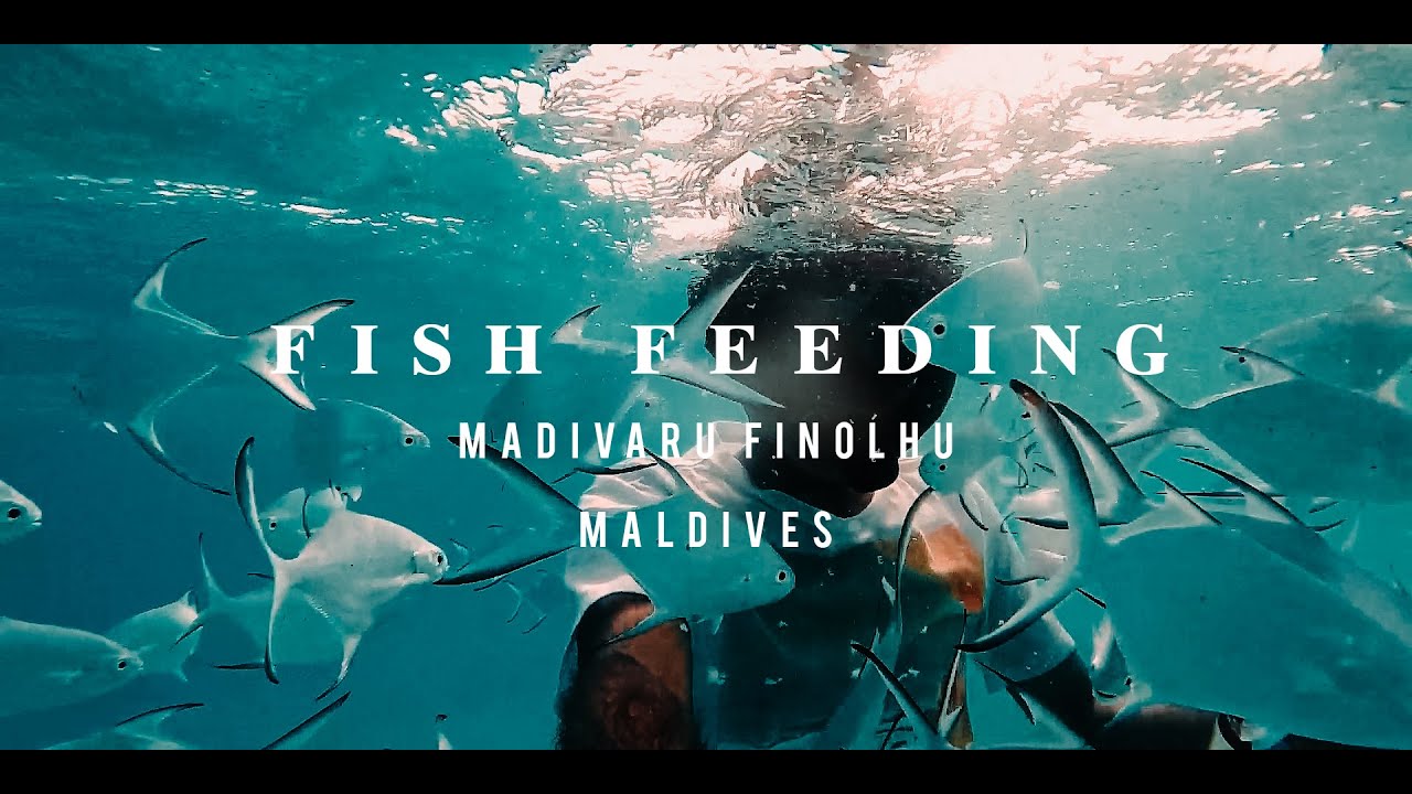 Fish feeding at Madivaru Finolhu | Maldives - YouTube