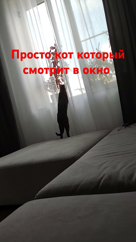 кот смотрит в окно #кот #окно #птицы - YouTube