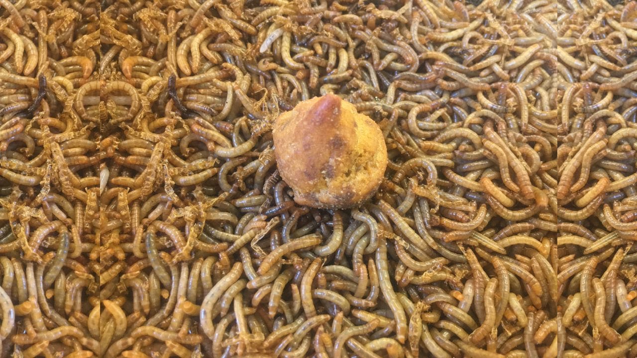 Oddly Satisfying Video Worms Eat Chocolate Eclairs - YouTube