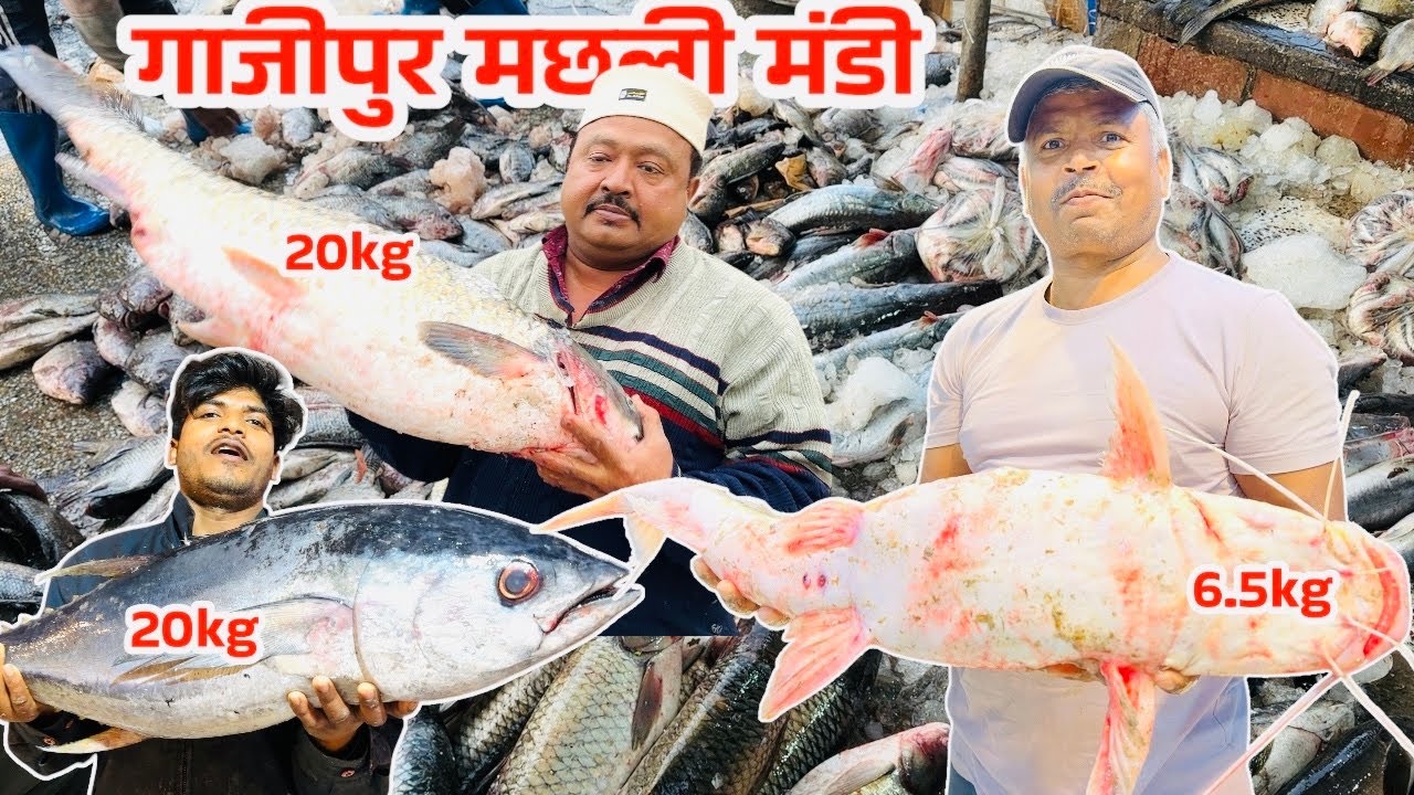 Ghazipur Fish Mandi Delhi Today Price ghazipur machli mandi wholesale ...