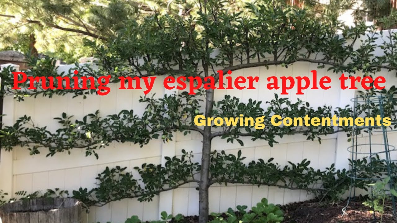 Pruning my espalier apple tree, Vlog #27 - YouTube