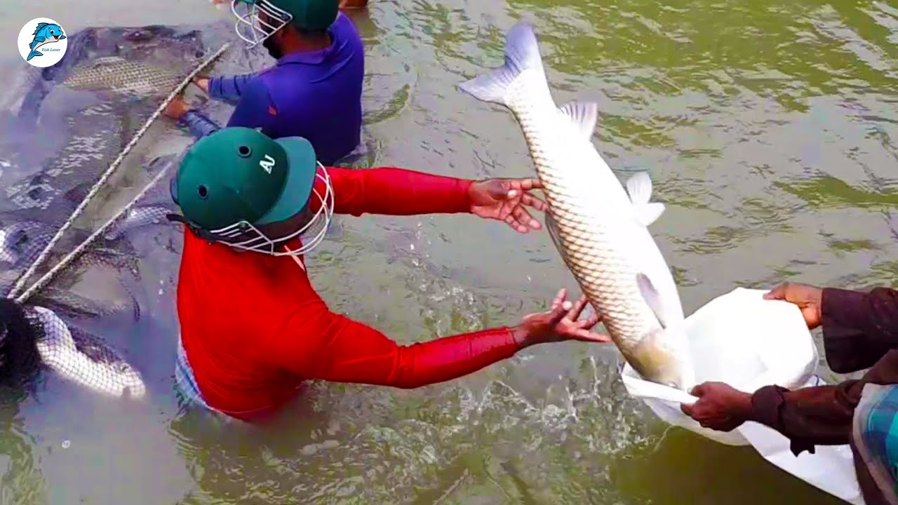 Amazing Big Strong And Crazy Fishing By Big Net In Hatchery Pond 4 ...