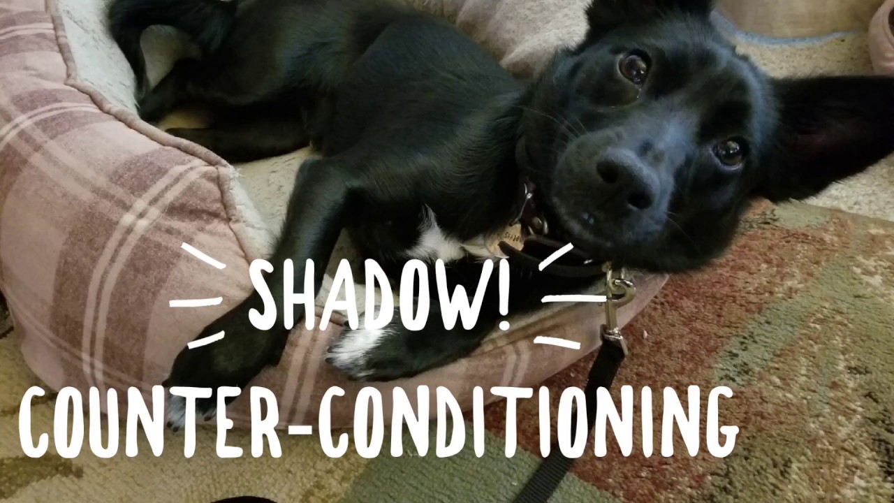 Detailed Counter Conditioning video on Fear and Fear Aggressive Dog ...