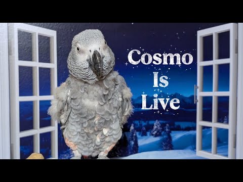 Cosmo the funny parrot is live! - YouTube
