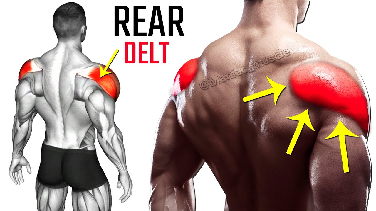 Best Rear Delt Workout At Gym - Rear Delt - YouTube