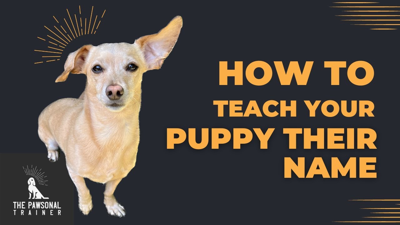 How to teach your dog their Name - YouTube