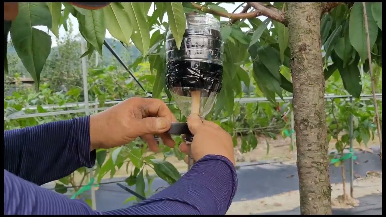 부러진 가지도 한그루 삽묵 공중취목 나무 뿌리내리기 repair a broken tree - YouTube