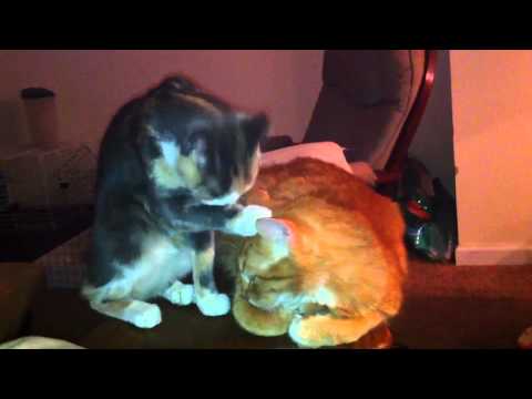 Jacklyn licking tang