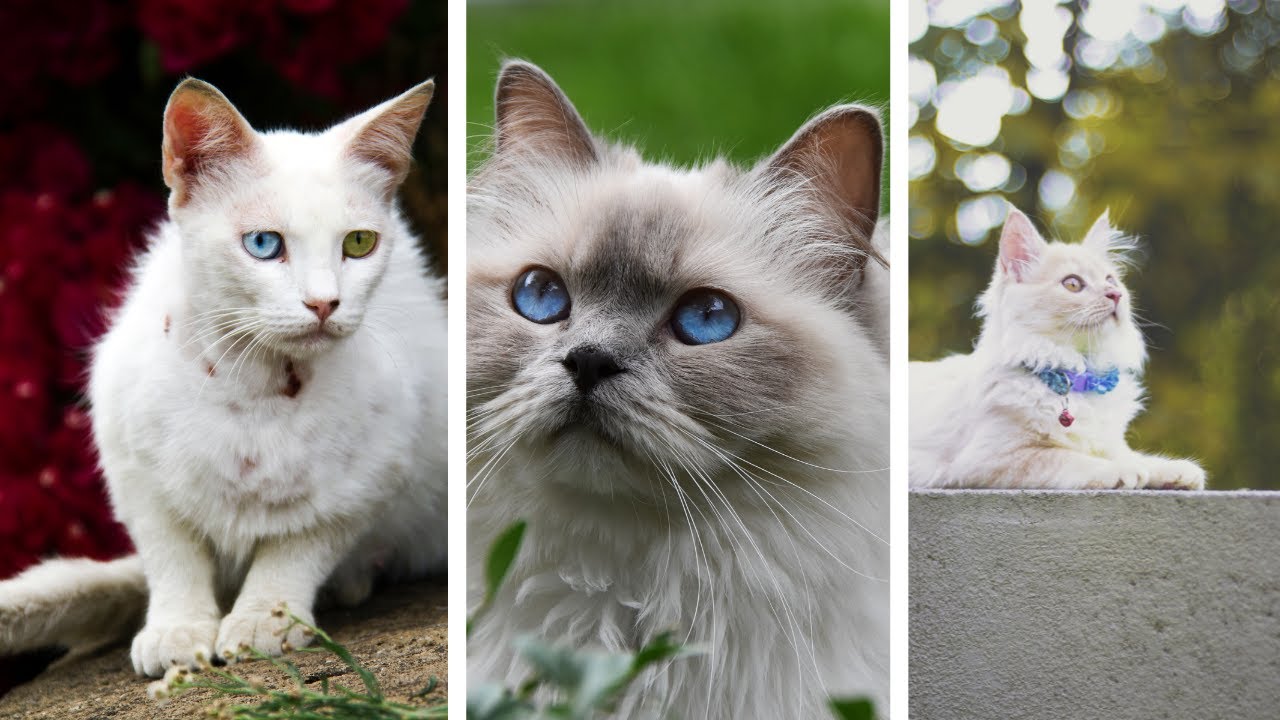 The Ultimate Cat Cute Compilation - Adorable Cat Breeds, Photos, and ...