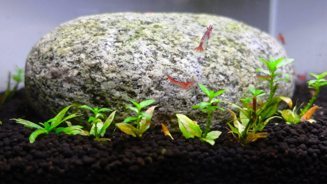 EASY SHRIMP TANK | Step By Step - YouTube