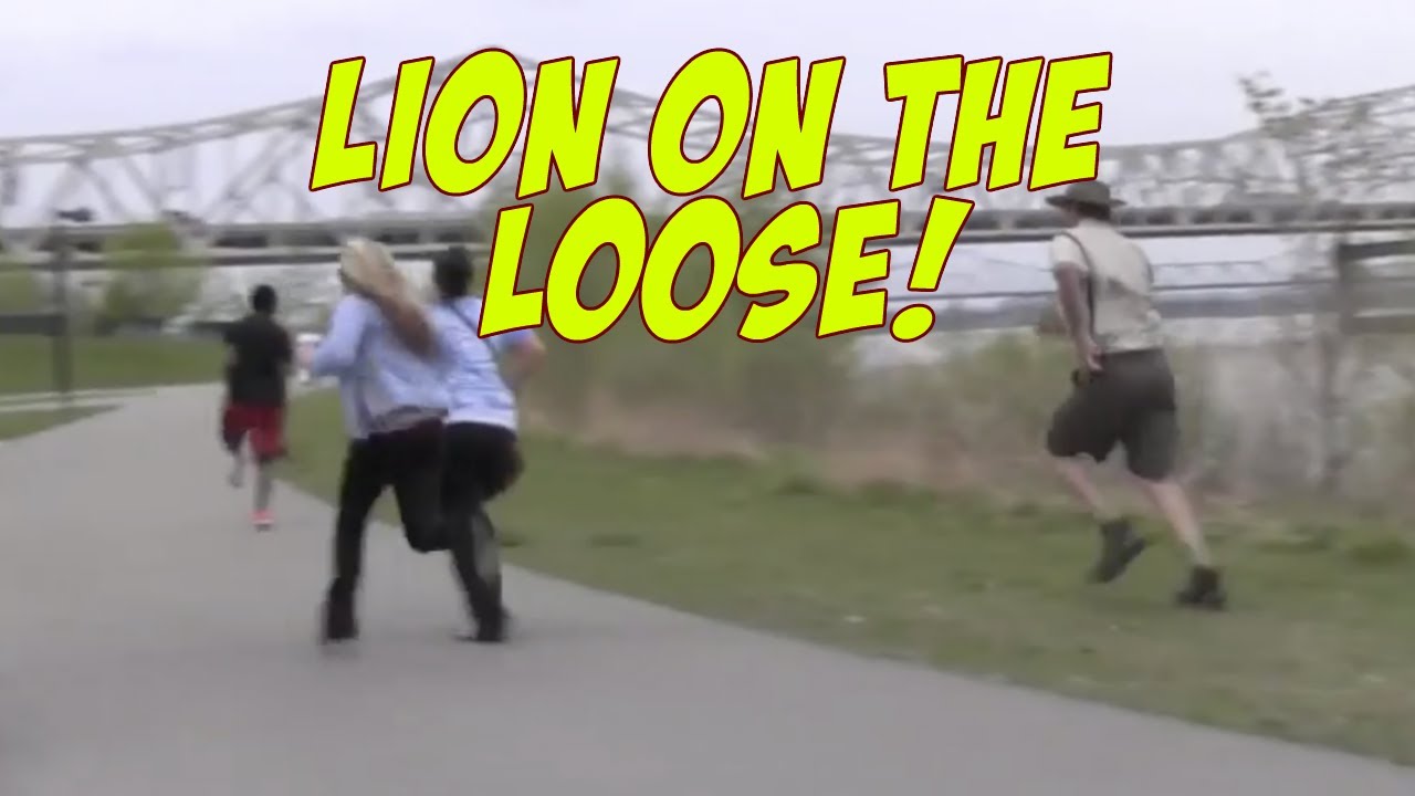 Lion On The Loose - YouTube